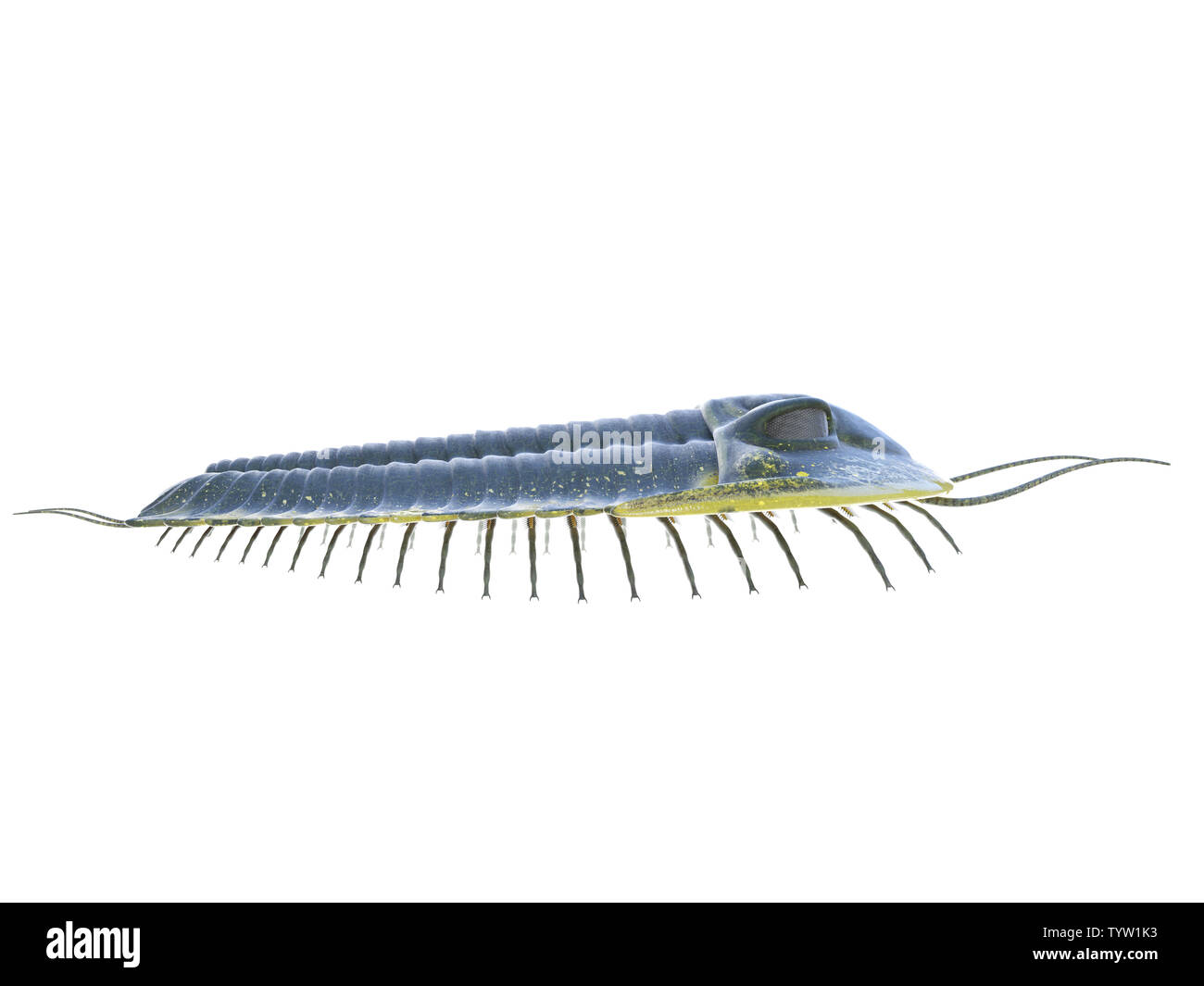 3d rendered illustration of a Trilobite Stock Photo - Alamy