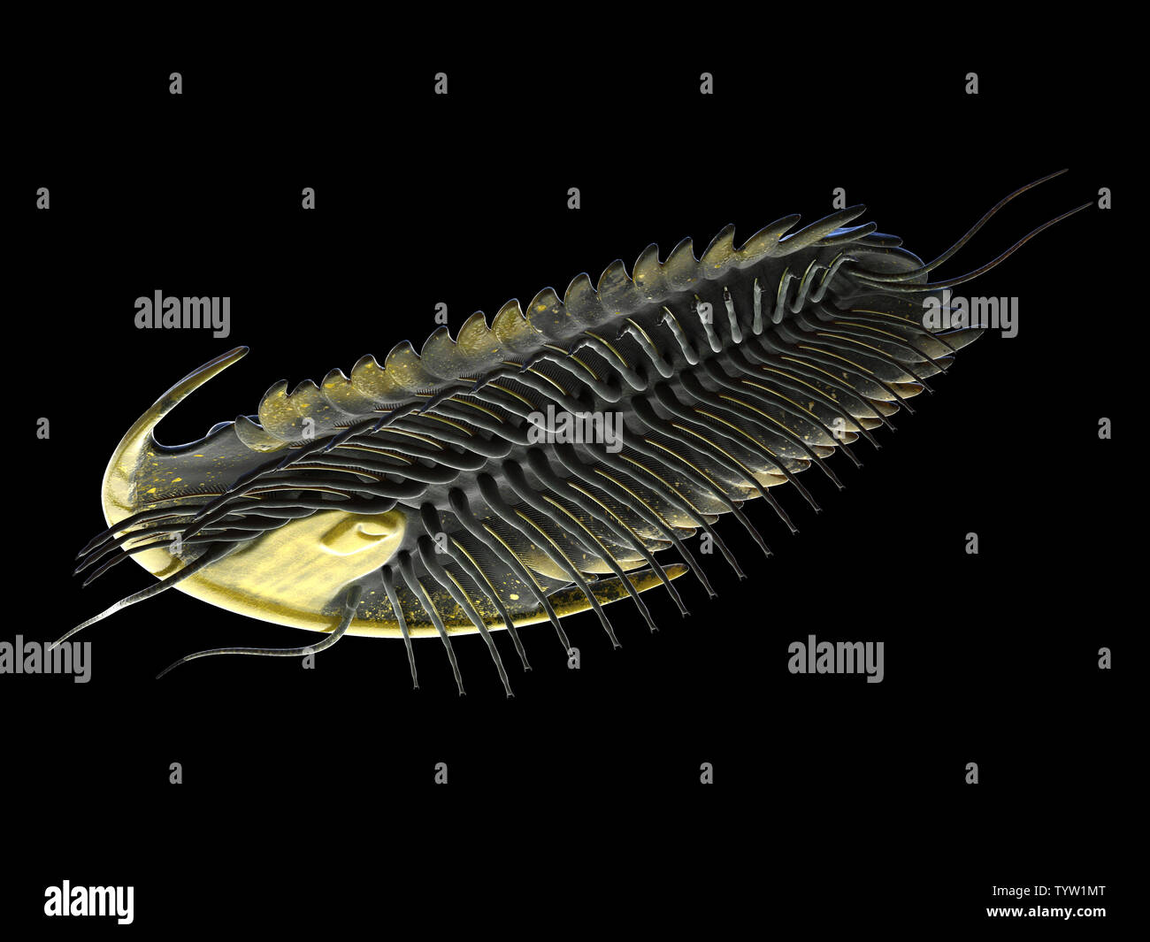 3d rendered illustration of a pre-historic marine creature - trilobite ...