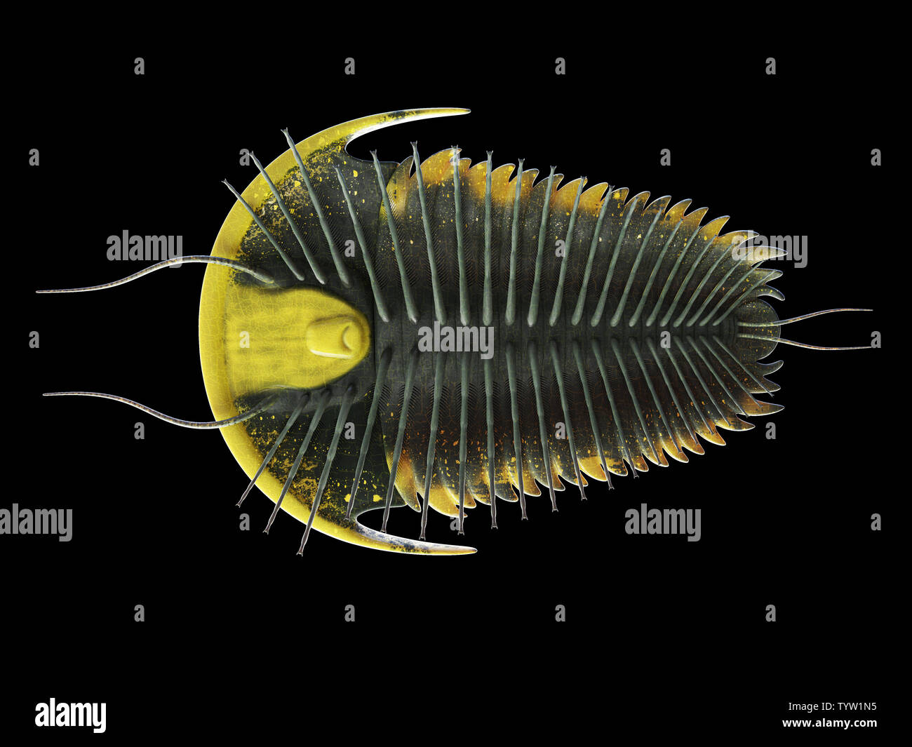 3d rendered illustration of a pre-historic marine creature - trilobite ...