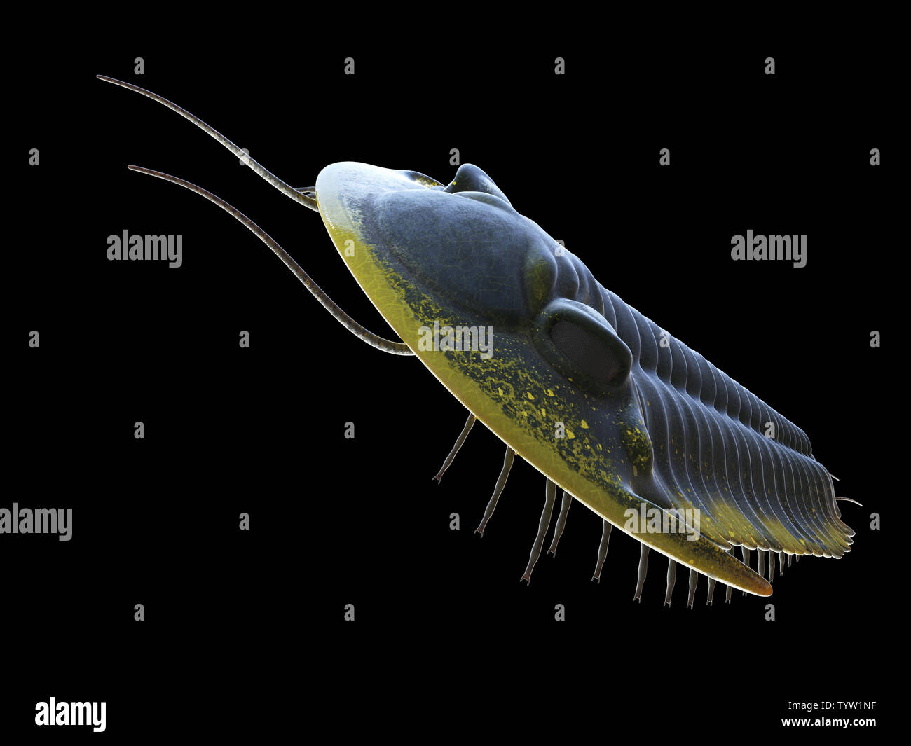 3d rendered illustration of a pre-historic marine creature - trilobite ...