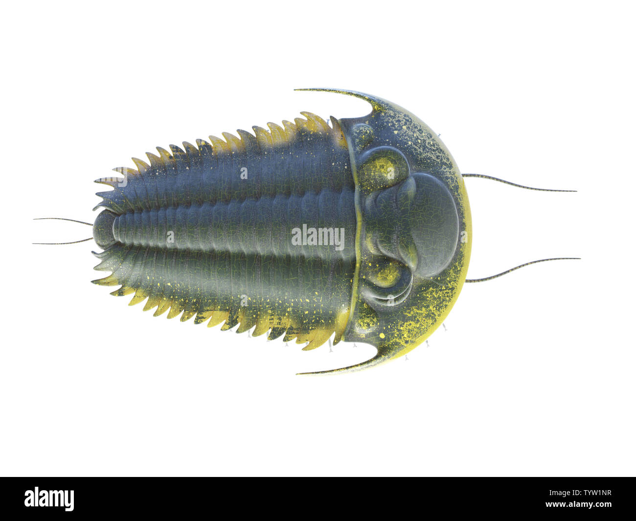 3d rendered illustration of a Trilobite Stock Photo - Alamy