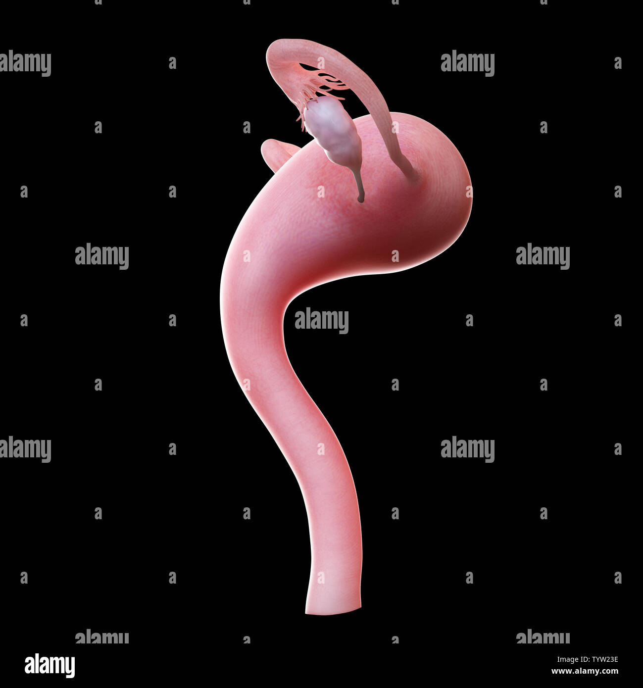3d rendered medically accurate illustration of an uterus Stock Photo ...