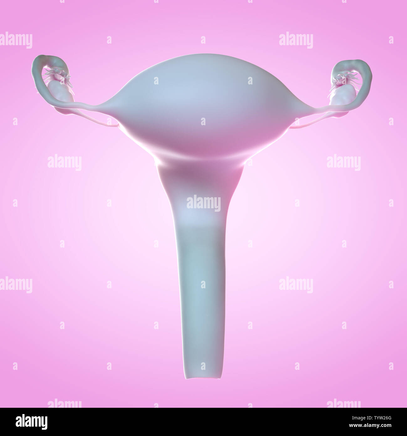 3d rendered medically accurate illustration of an uterus Stock Photo ...