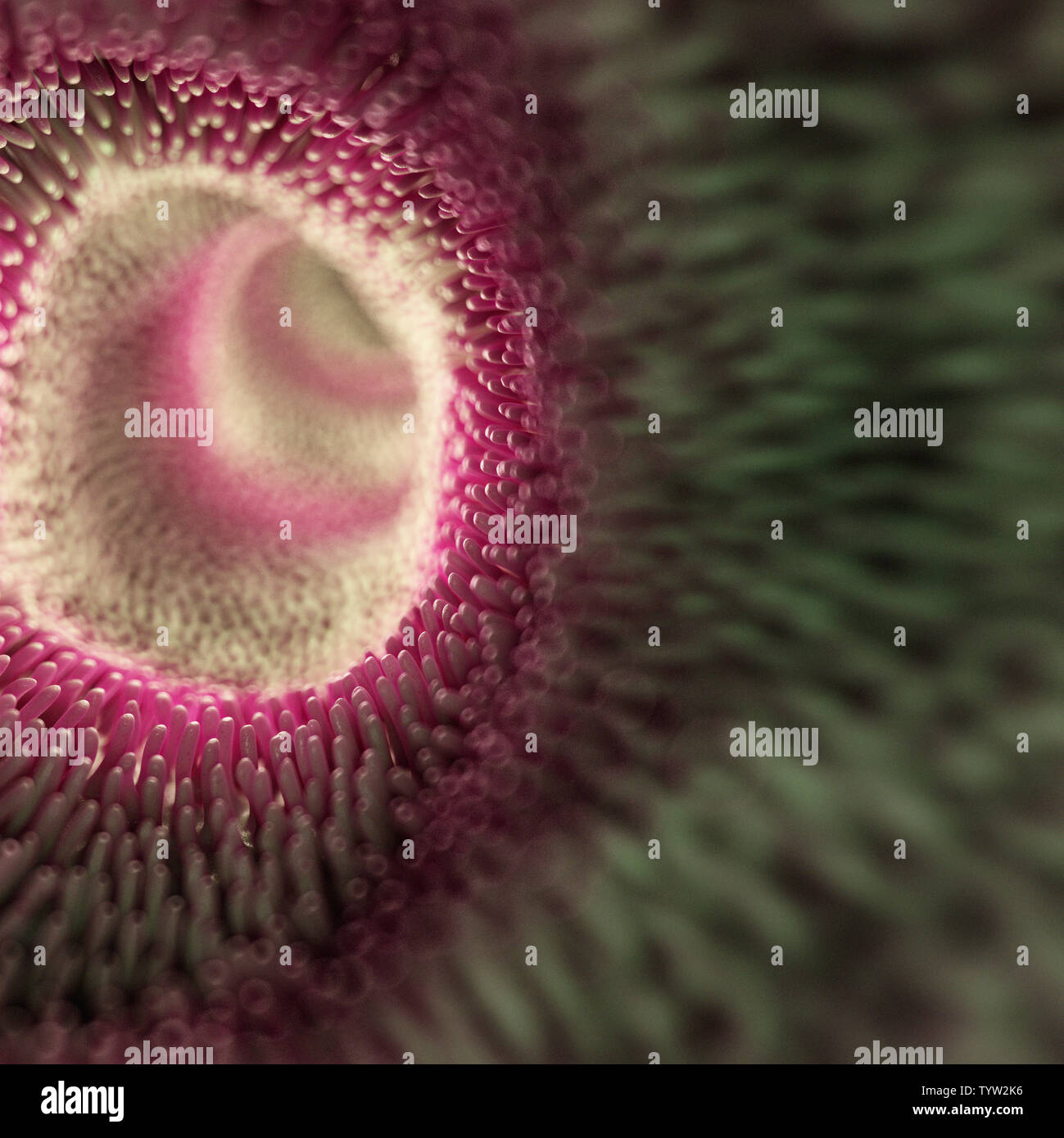 3d rendered medically accurate illustration of the intestinal villi ...