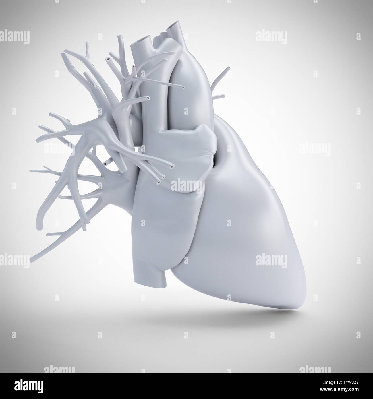 3d rendered medically accurate illustration of a human heart Stock ...