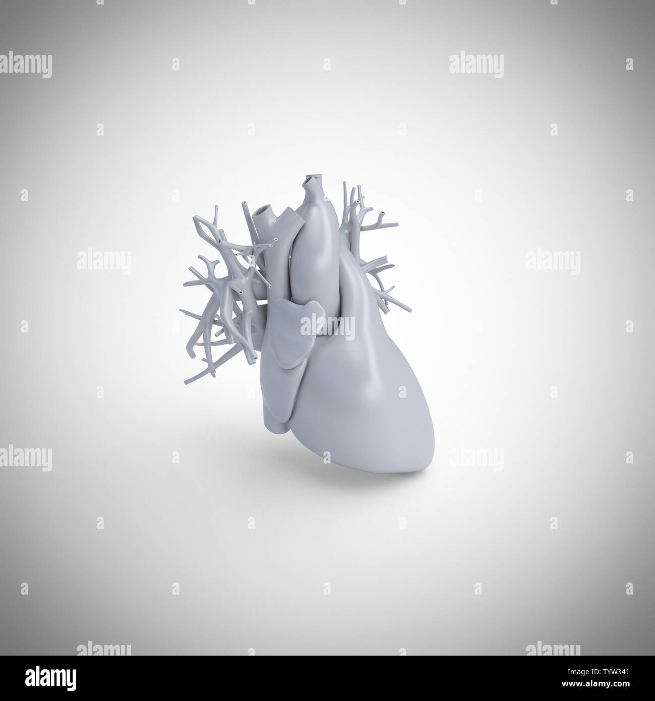 3d rendered medically accurate illustration of a human heart Stock ...