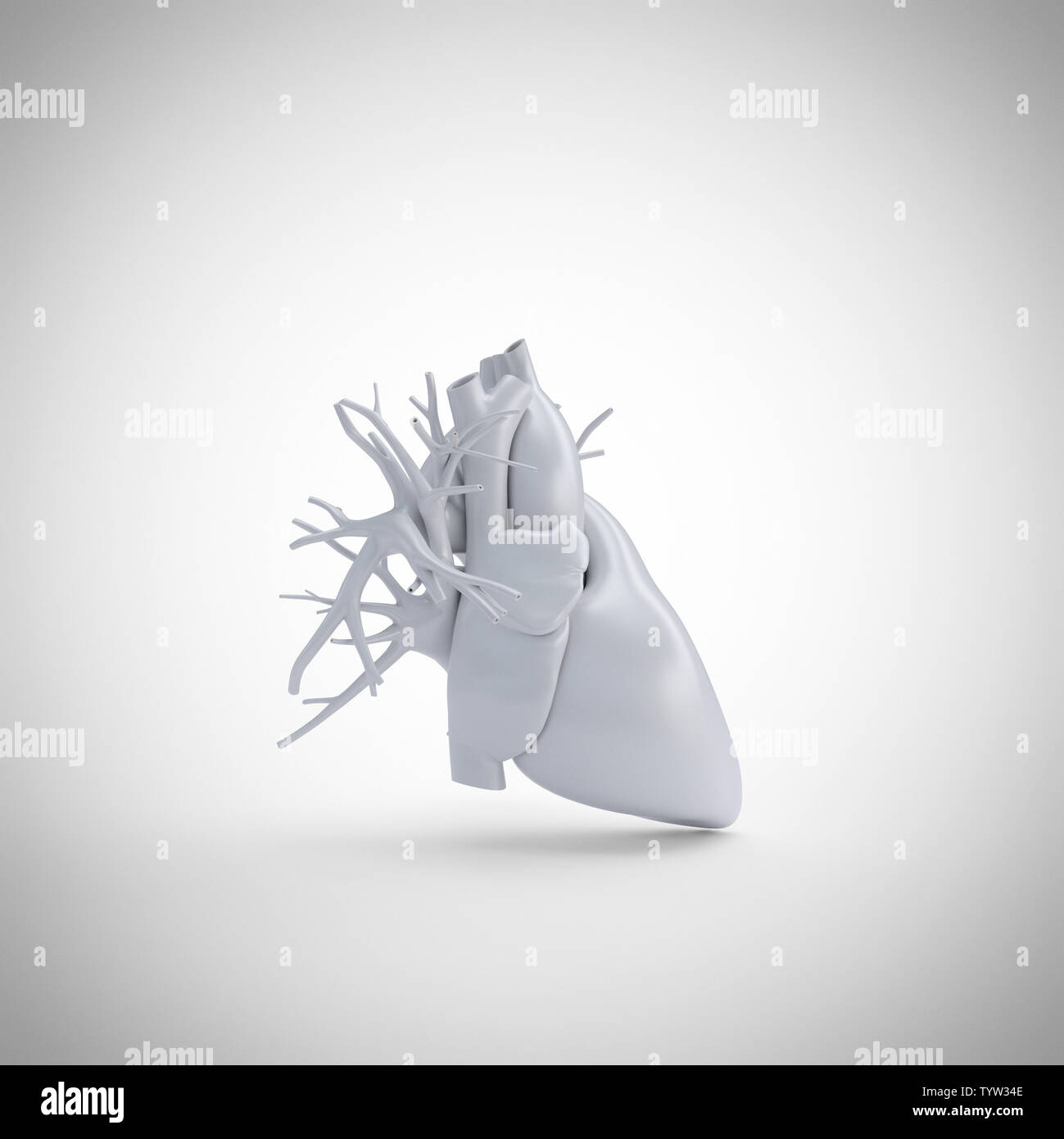 3d rendered medically accurate illustration of a human heart Stock ...