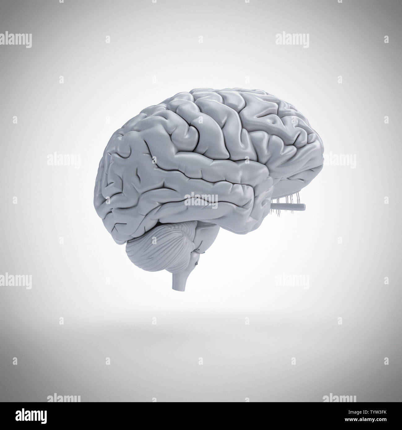 3d rendered medically accurate illustration of a human brain Stock ...