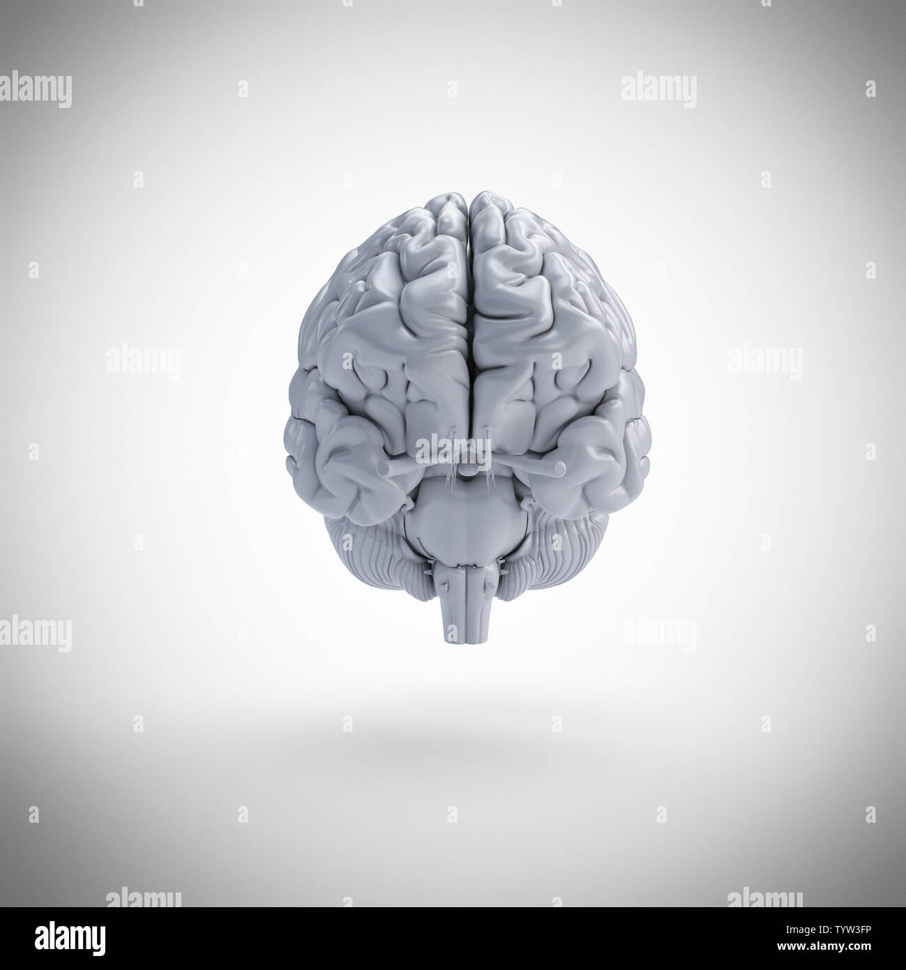 3d rendered medically accurate illustration of a human brain Stock ...