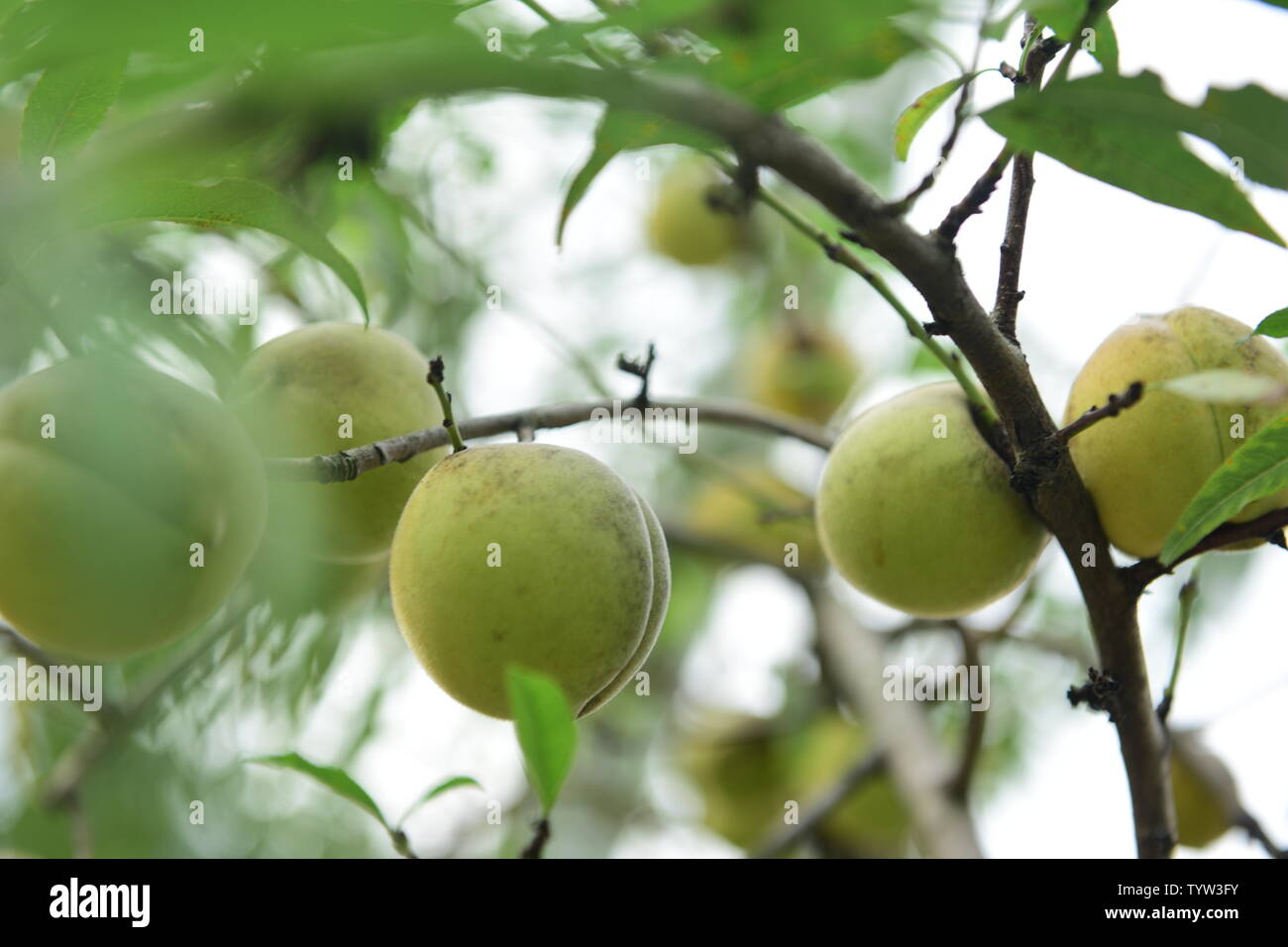 Peach tree rich fruit hi-res stock photography and images - Alamy
