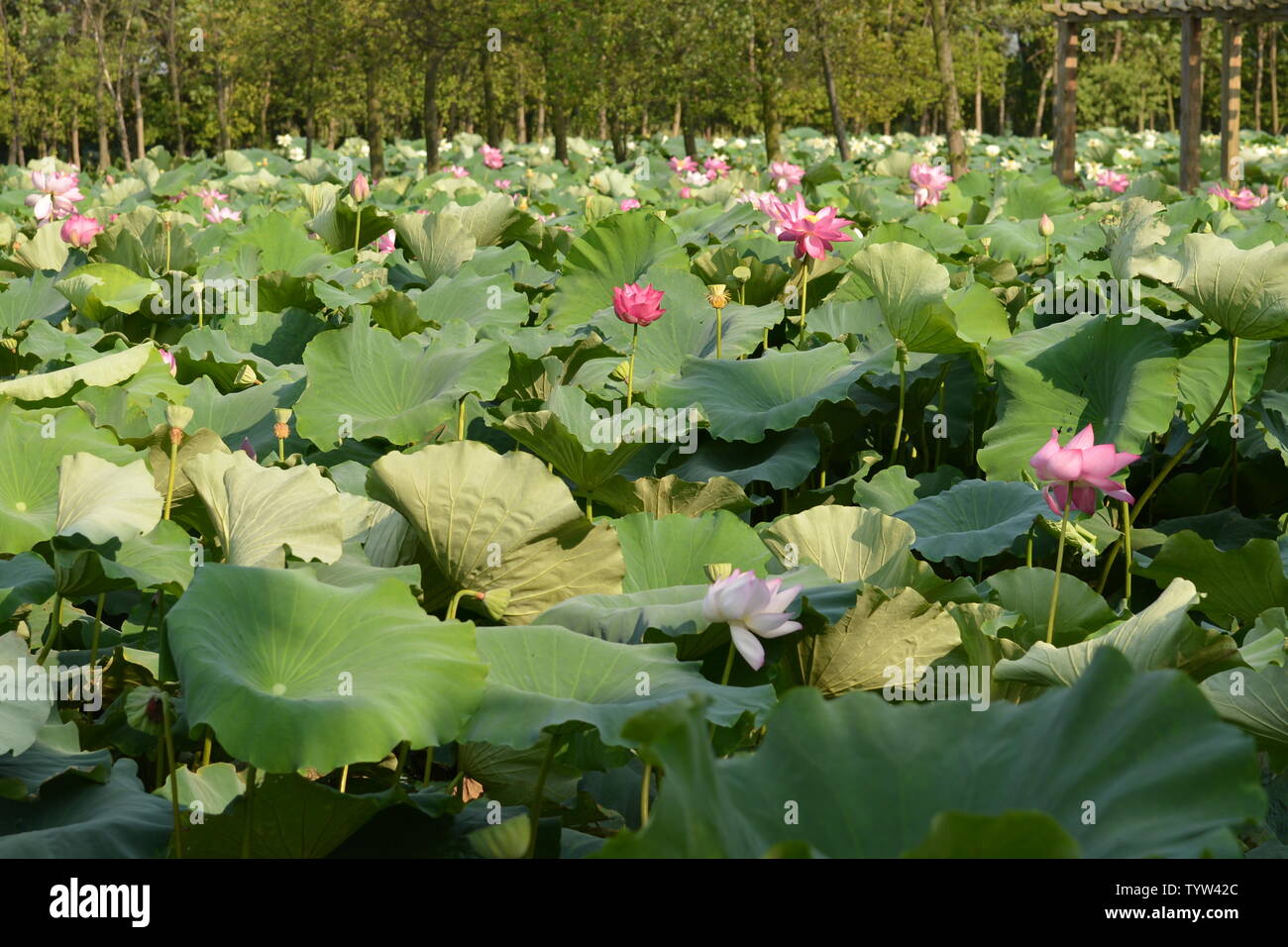 Ponds and tropical summer petals hi-res stock photography and images ...