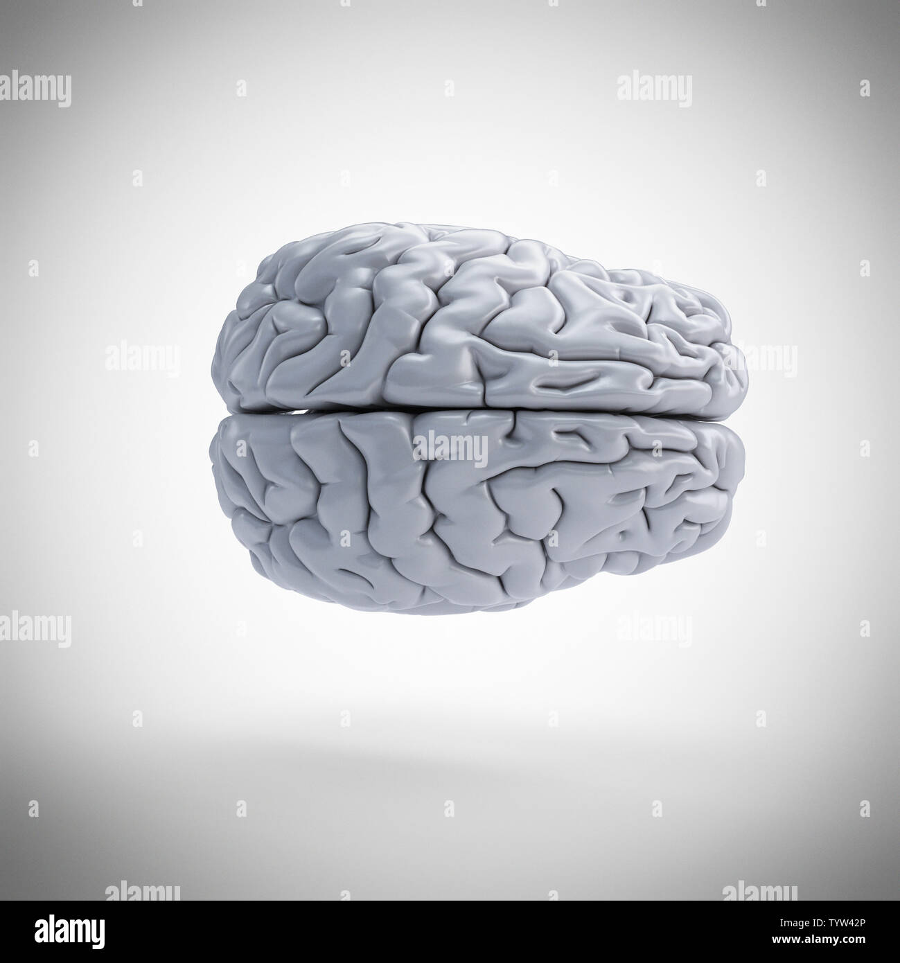 3d rendered medically accurate illustration of a human brain Stock ...