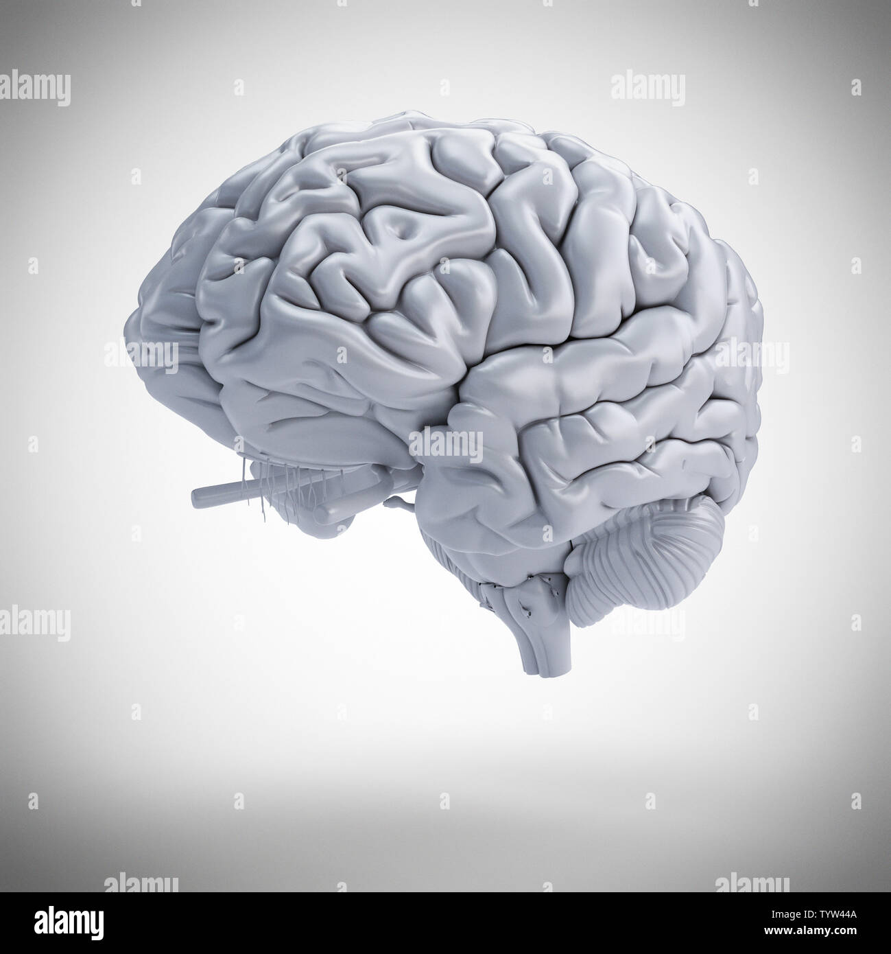 3d rendered medically accurate illustration of a human brain Stock ...