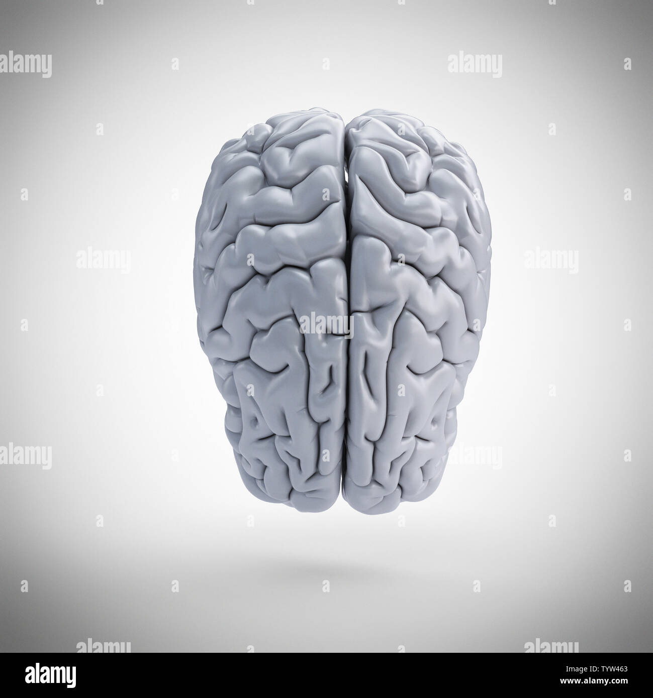 3d rendered medically accurate illustration of a human brain Stock ...