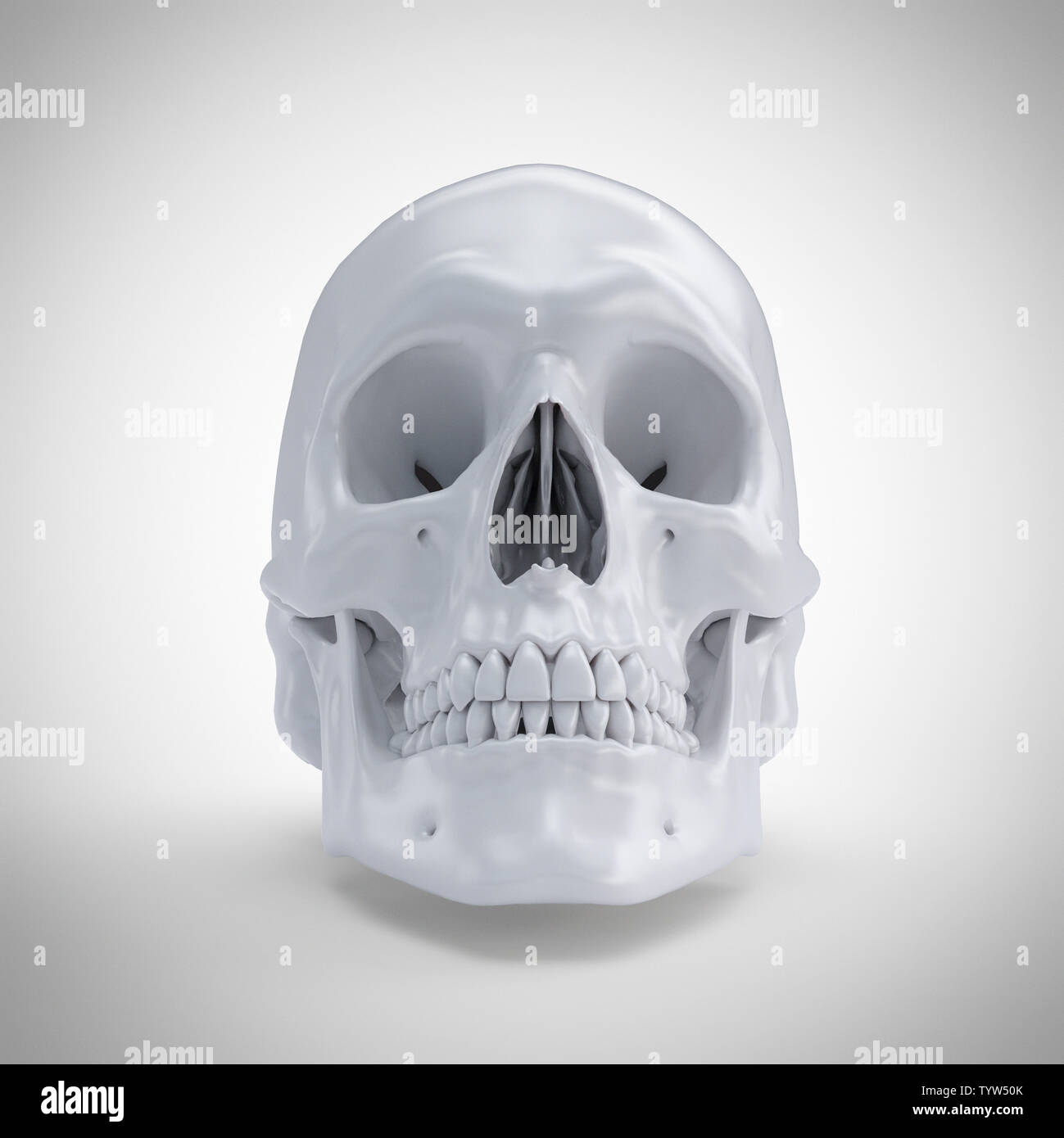 3d rendered medically accurate illustration of a human skull Stock ...