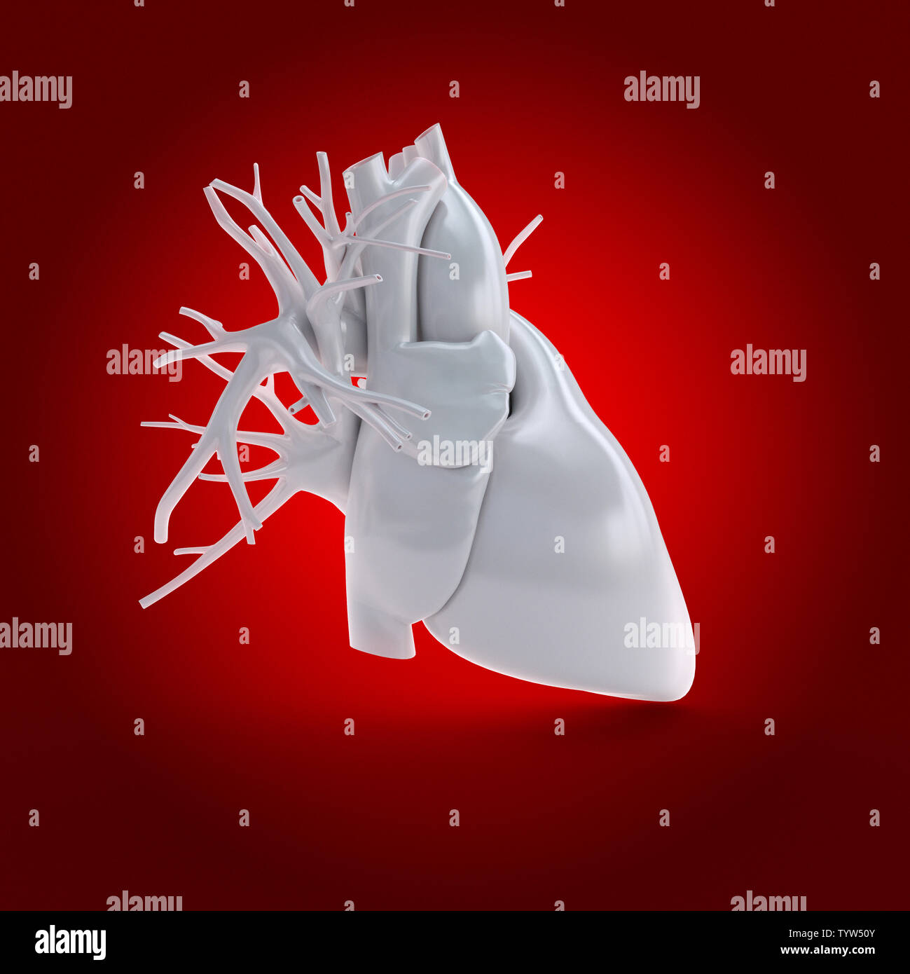 3d rendered medically accurate illustration of a human heart Stock ...