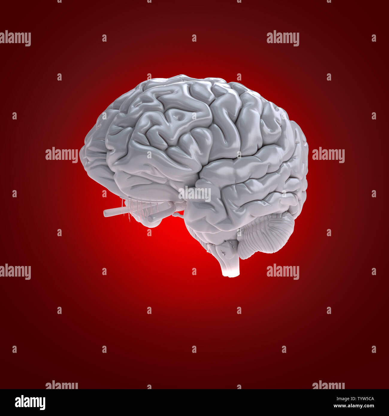 3d rendered medically accurate illustration of a human brain Stock ...