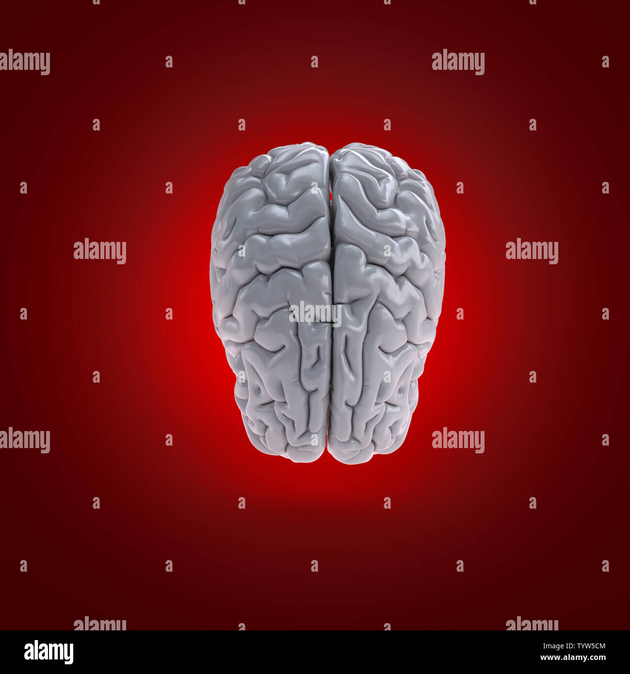 3d rendered medically accurate illustration of a human brain Stock ...