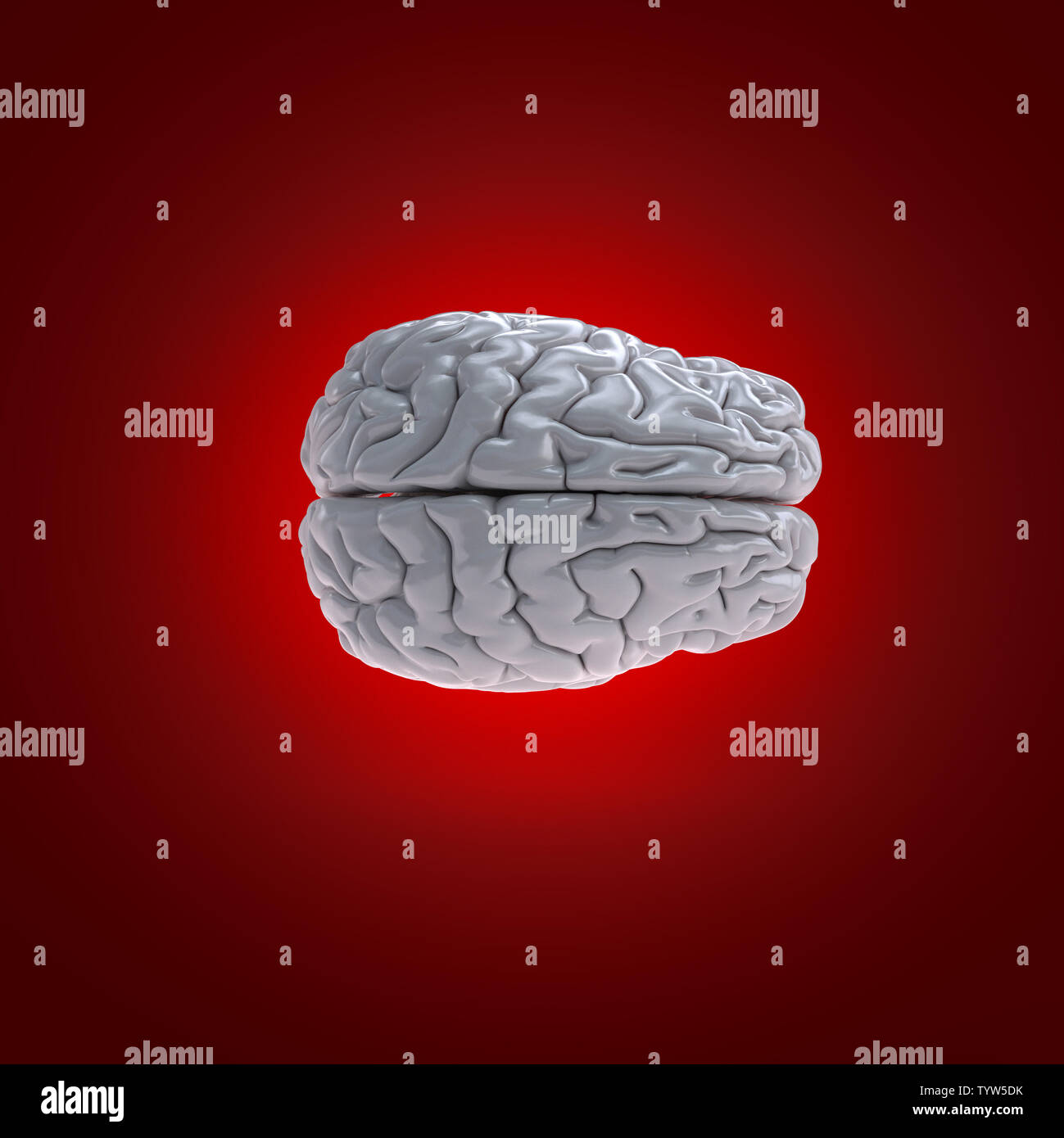 3d rendered medically accurate illustration of a human brain Stock ...