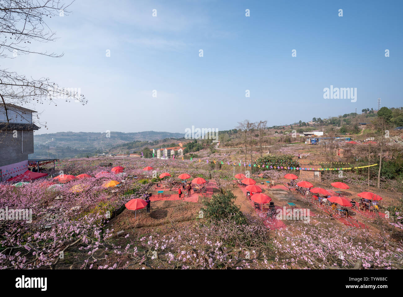 Farmhouse music in the hometown of Longquanyi peach blossom in Chengdu ...