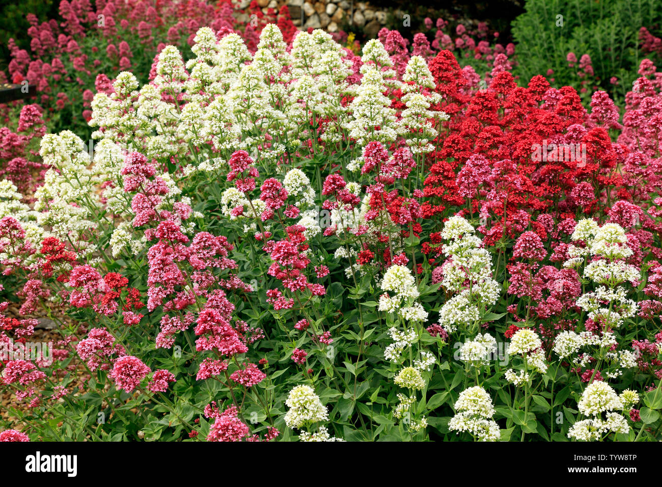 Centranthus ruber, red, pink, white varieties Stock Photo - Alamy