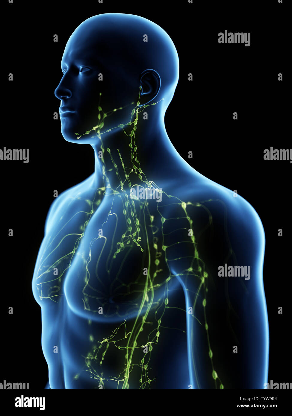 Lymphatic System Of The Upper Body High Resolution Stock Photography ...