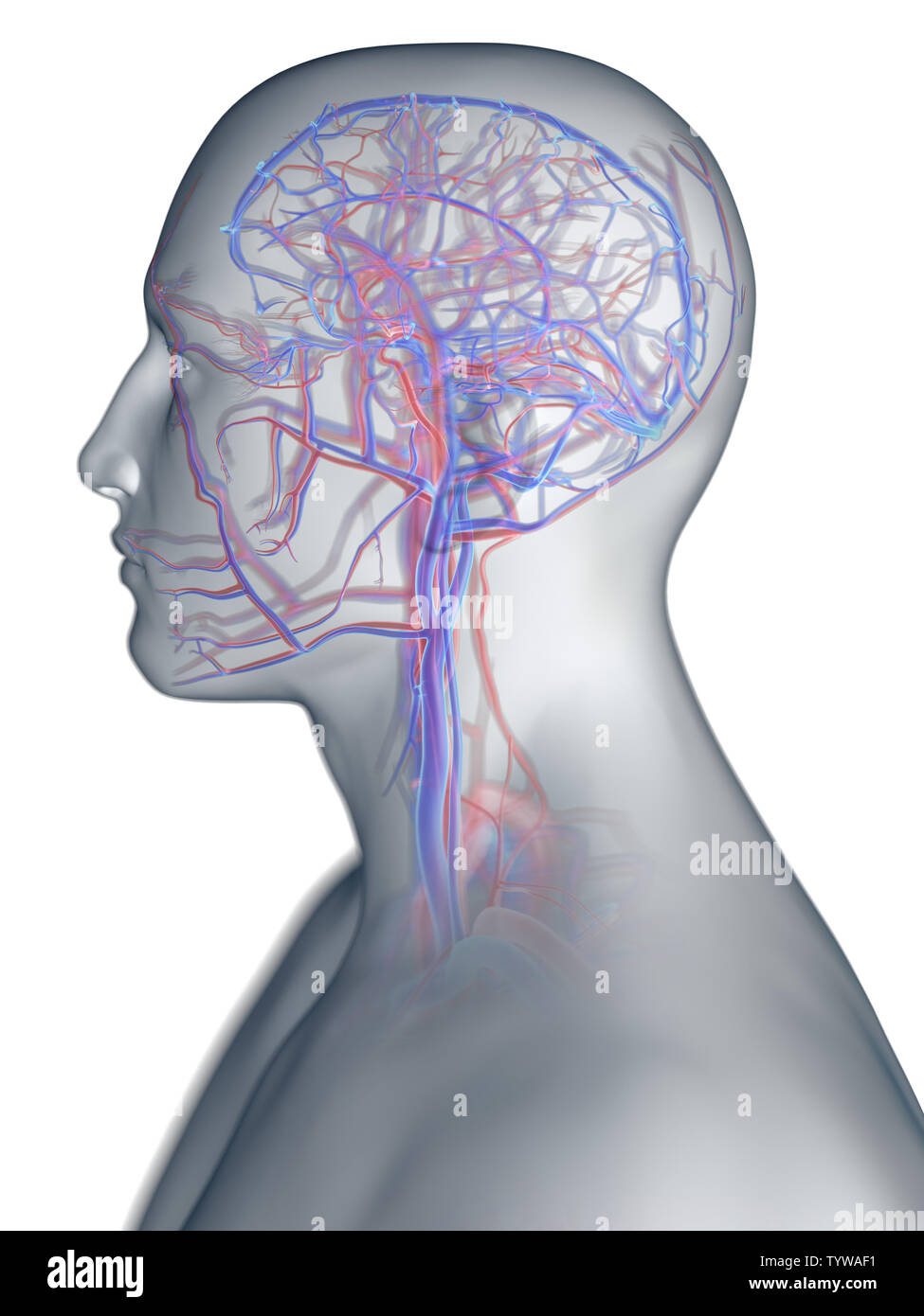 3d rendered medically accurate illustration of the vascular system of ...