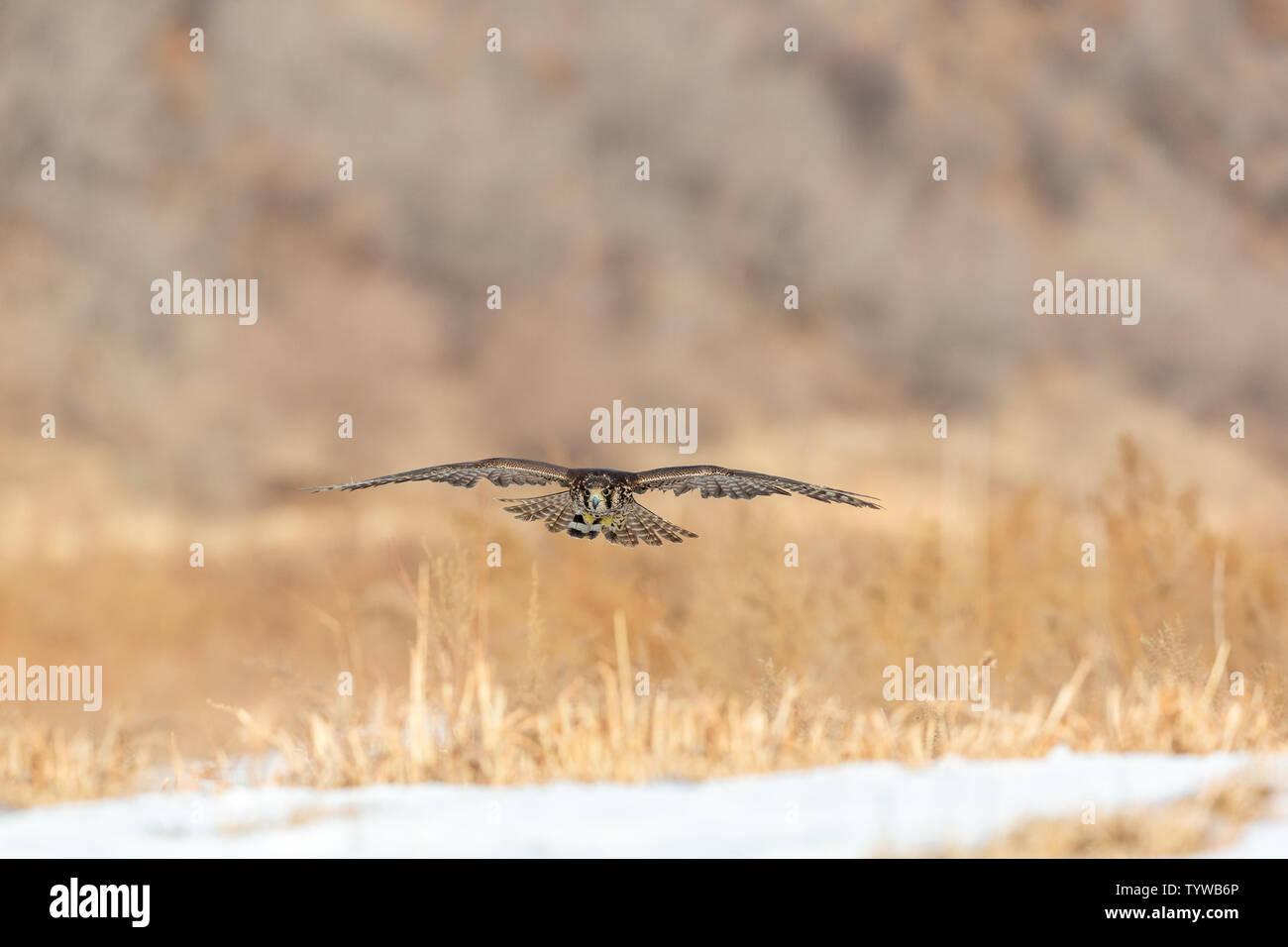 Peregrine falcons flying in the sun and snow Stock Photo - Alamy