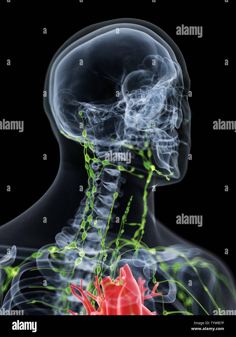 Lymphatic system of neck and head hi-res stock photography and images ...