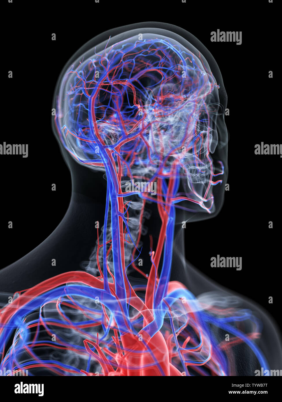 Vascular system of the head hi-res stock photography and images - Alamy
