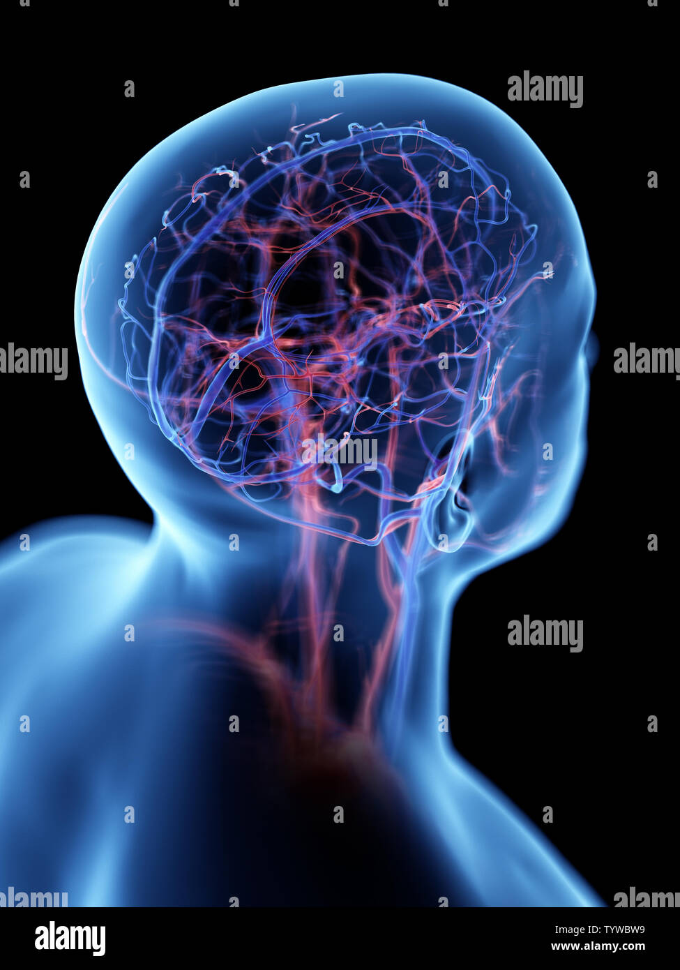 Vascular system of the head hi-res stock photography and images - Alamy