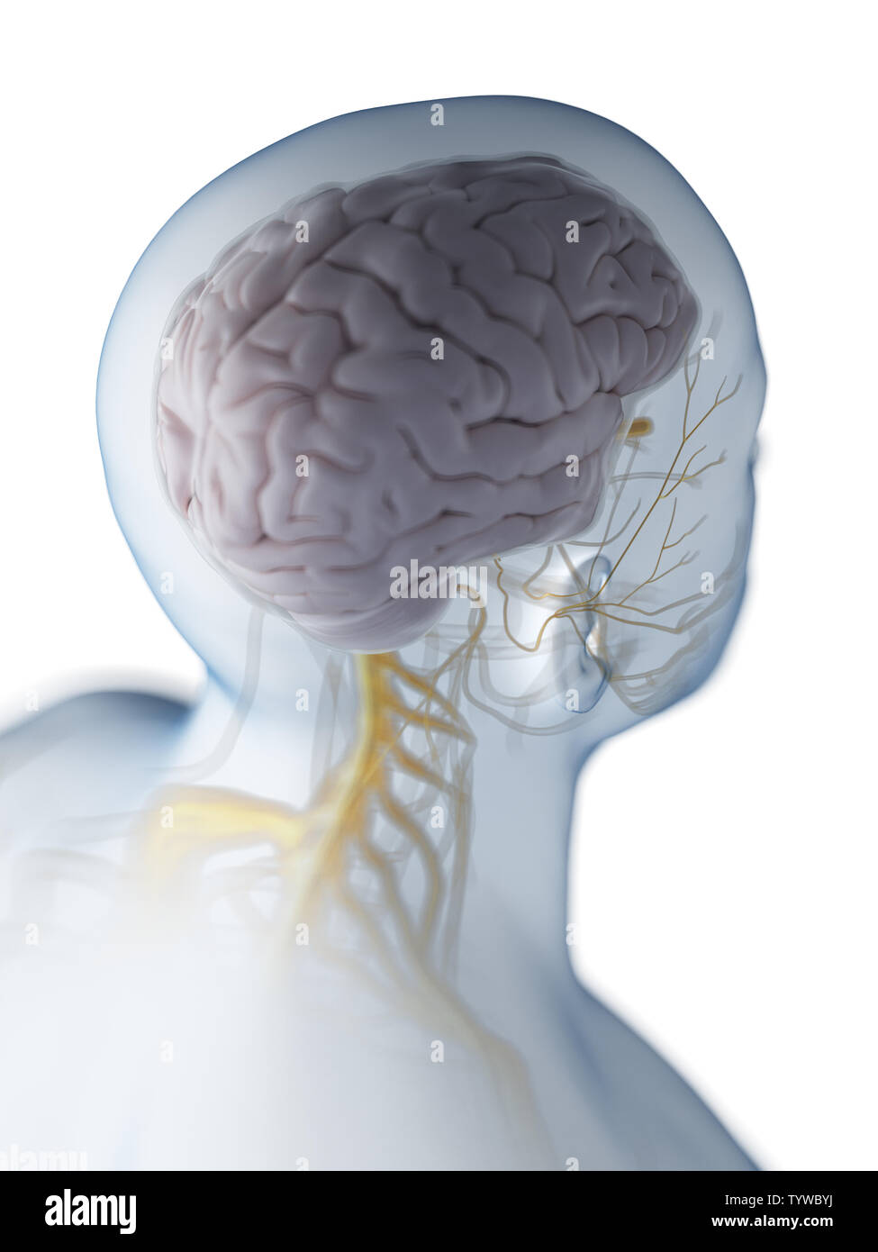 3d rendered medically accurate illustration of the brain and nervous ...