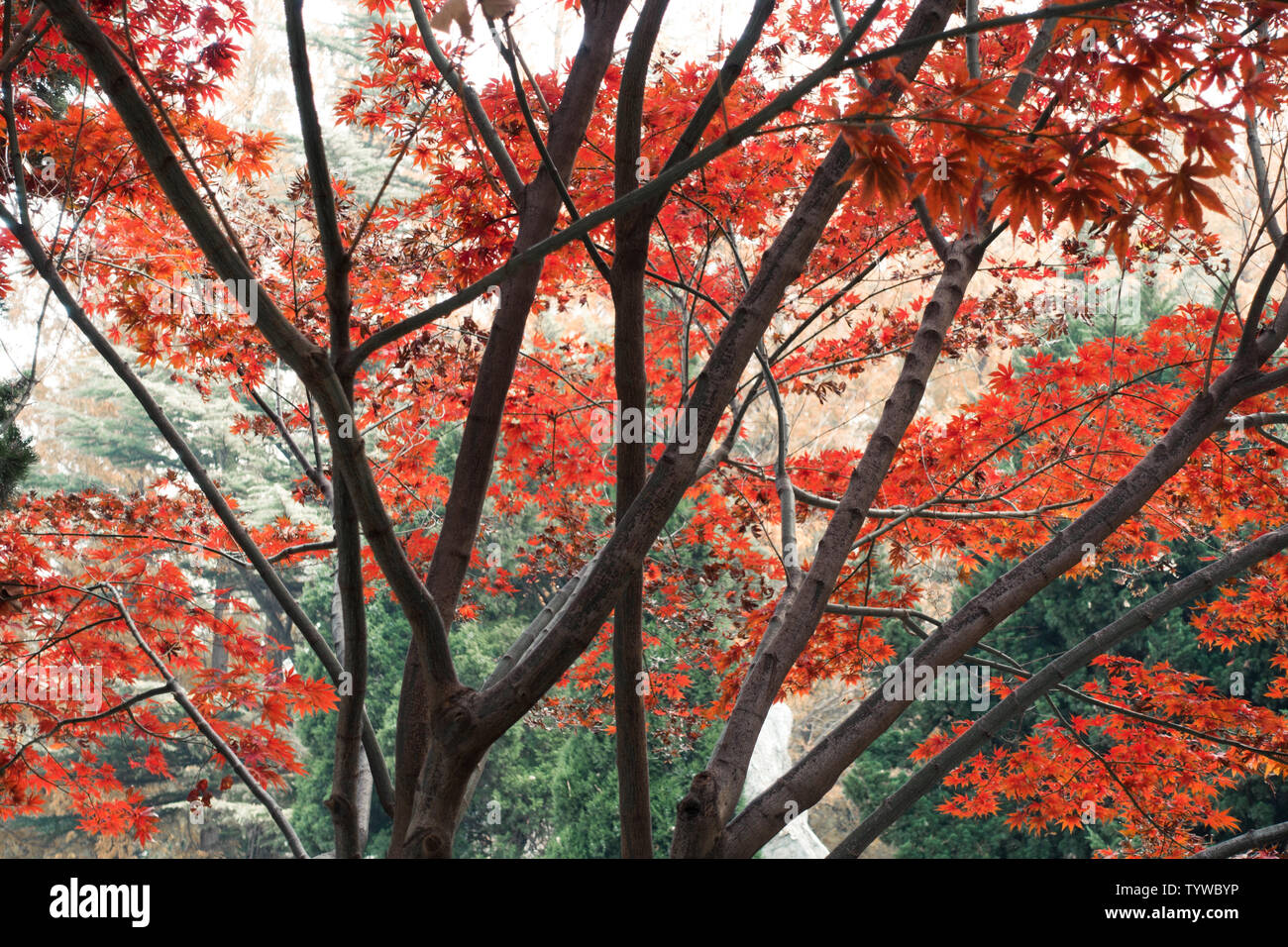 Autumn red maple Stock Photo - Alamy
