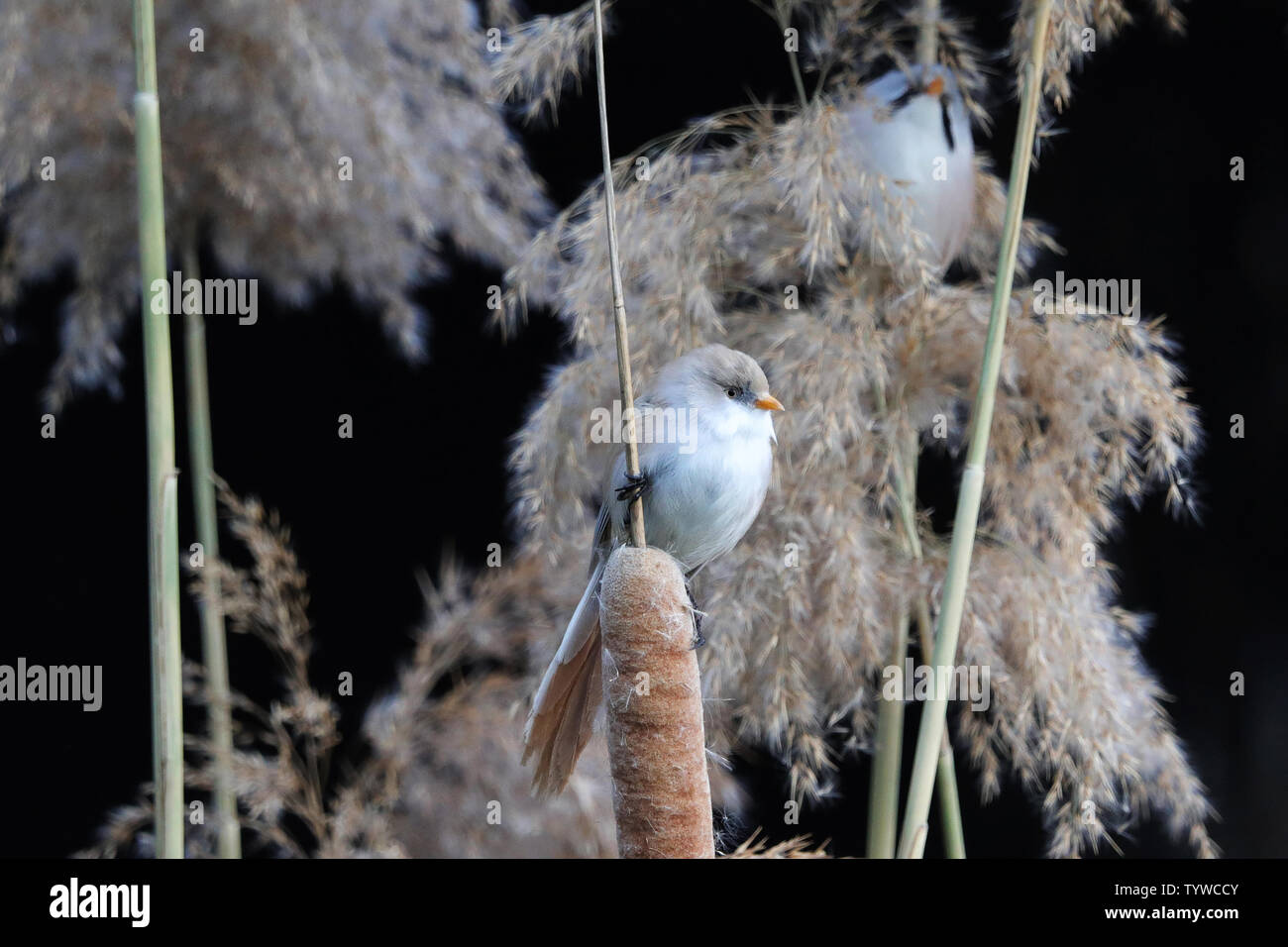 Beacock hi-res stock photography and images - Alamy