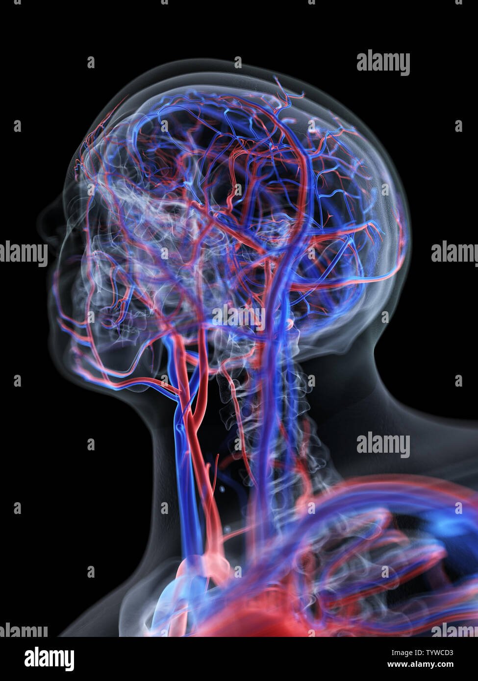 Vascular system of the head hi-res stock photography and images - Alamy