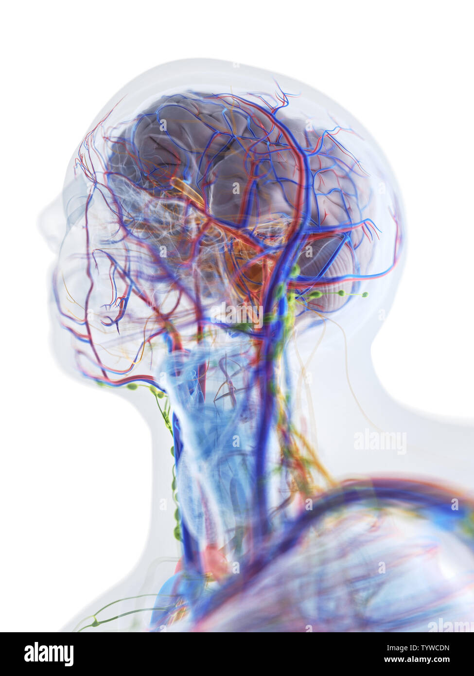 3d rendered medically accurate illustration of the anatomy of the head ...