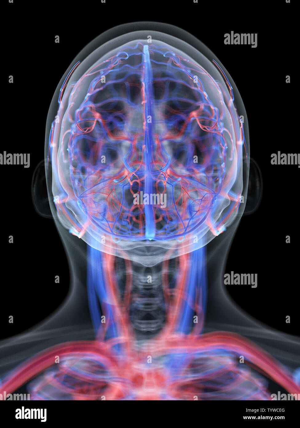 3d rendered medically accurate illustration of the vascular system of ...