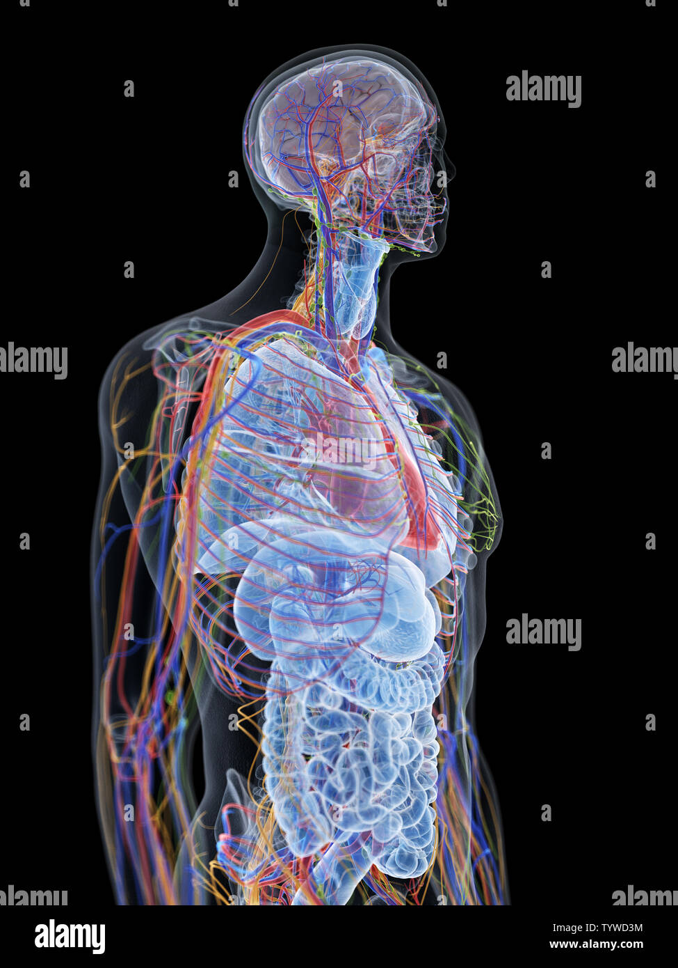 3d rendered medically accurate illustration of the human anatomy Stock ...