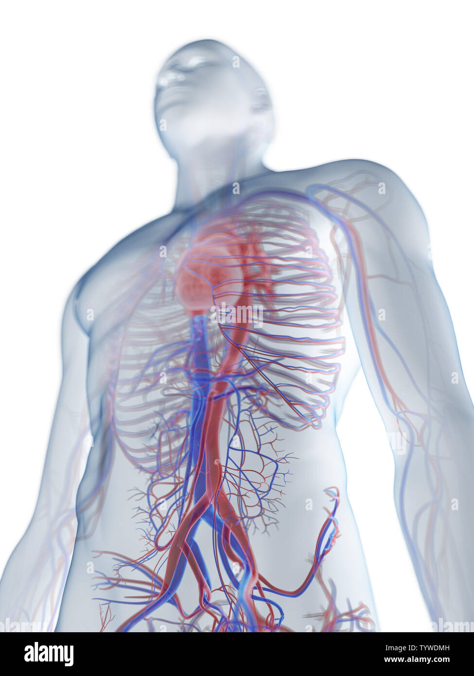 3d rendered medically accurate illustration of the heart and vascular ...