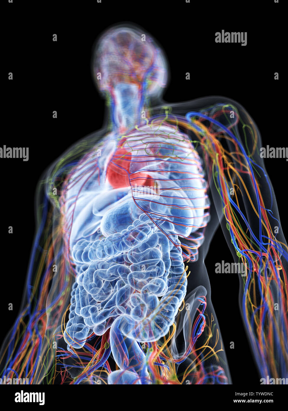 3d rendered medically accurate illustration of the human anatomy Stock ...