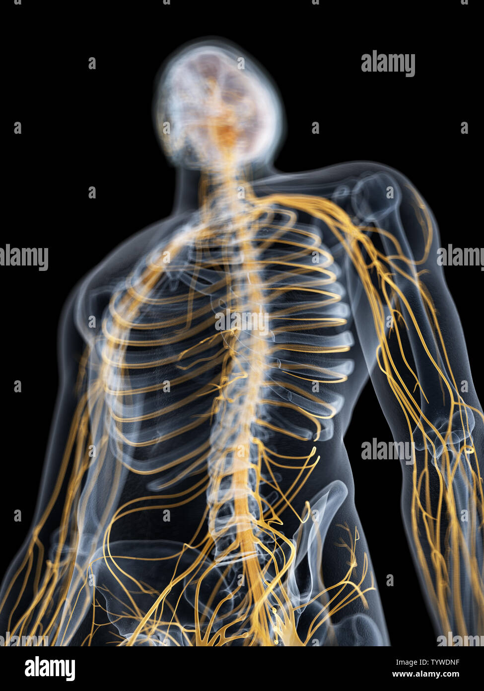 3d rendered medically accurate illustration of the brain and nervous ...