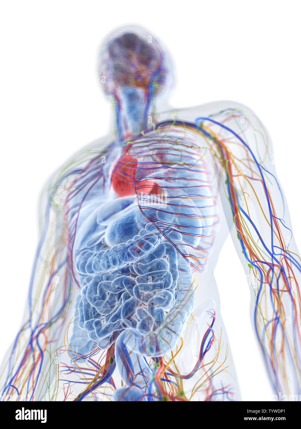 3d rendered medically accurate illustration of the human anatomy Stock ...