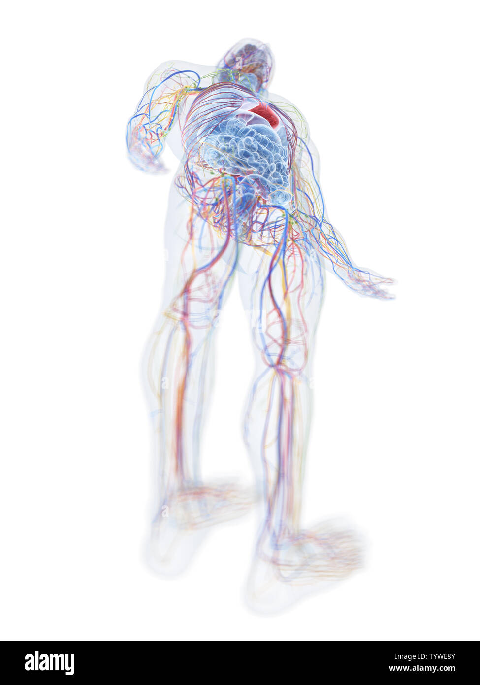 3d rendered medically accurate illustration of the human anatomy Stock ...