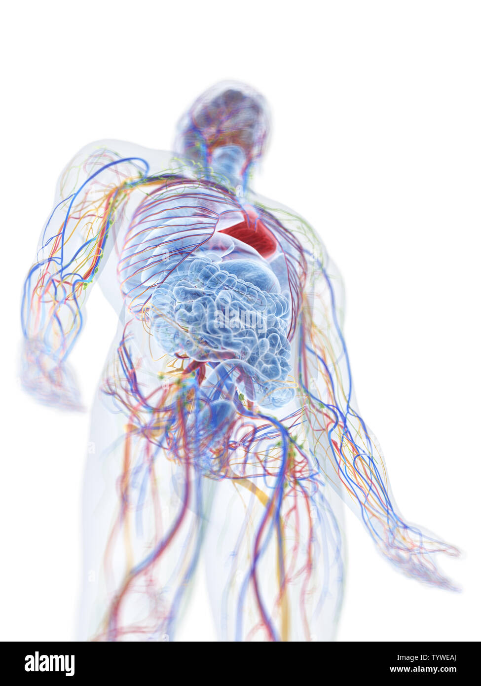 3d rendered medically accurate illustration of the human anatomy Stock ...