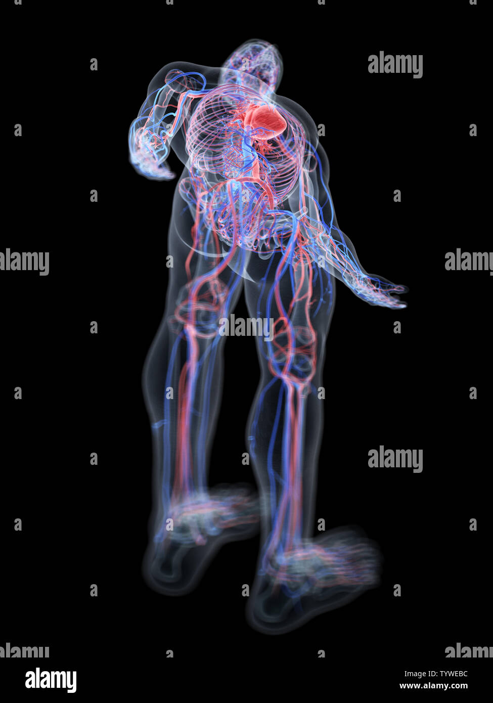3d rendered medically accurate illustration of the heart and vascular ...
