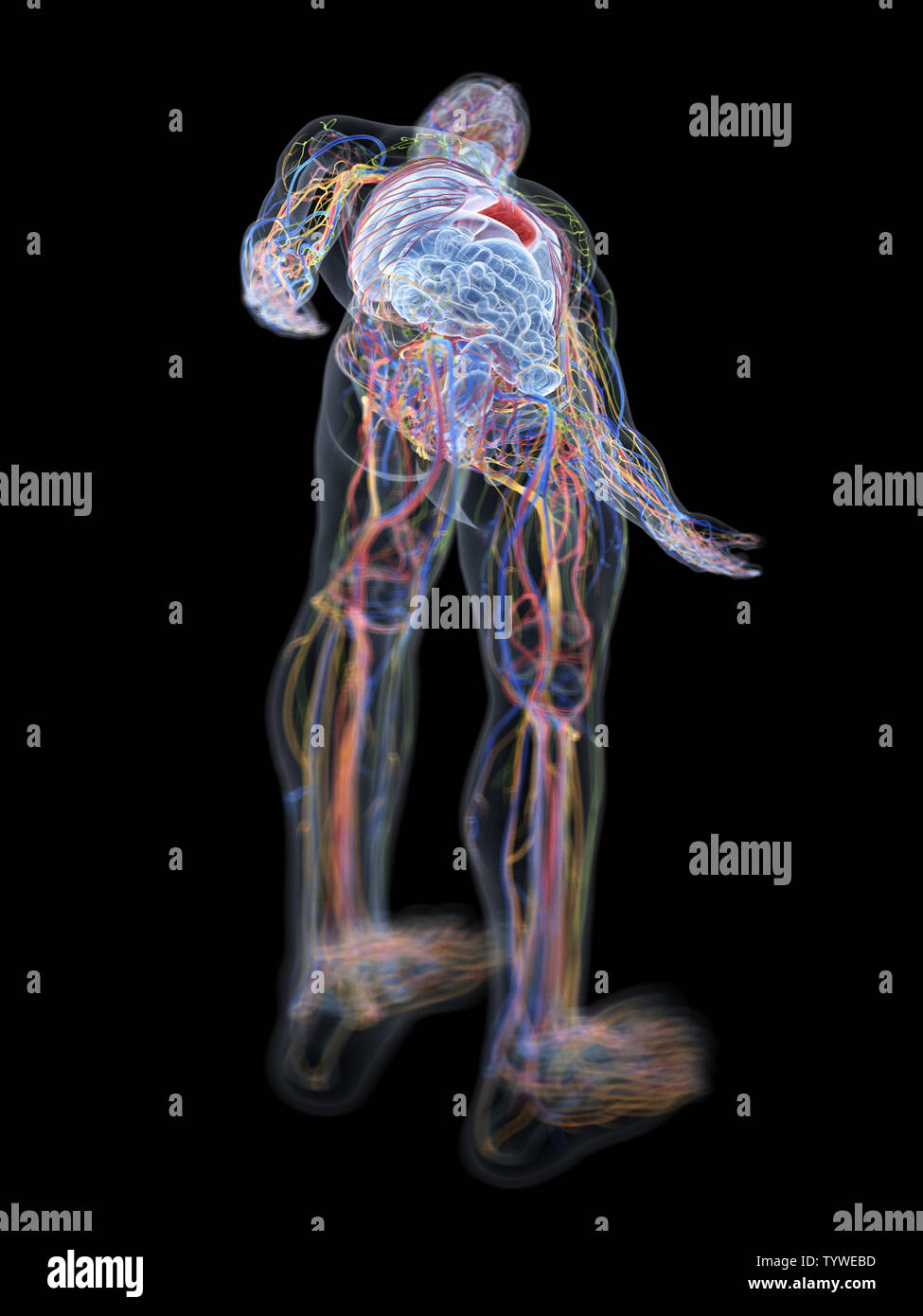3d rendered medically accurate illustration of the human anatomy Stock ...