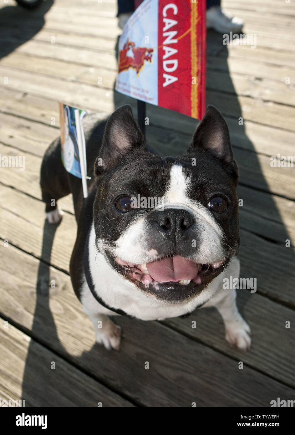 Boston Terrier "Tammie the Tank" accompanies her owner Ruby to cheer on ...