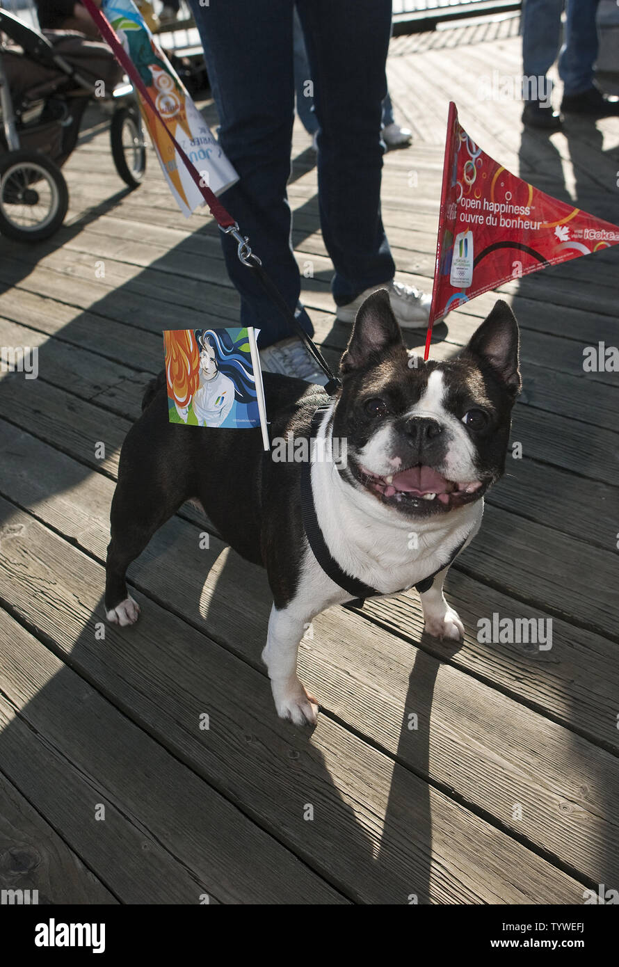 Boston Terrier "Tammie the Tank" accompanies her owner Ruby to cheer on ...