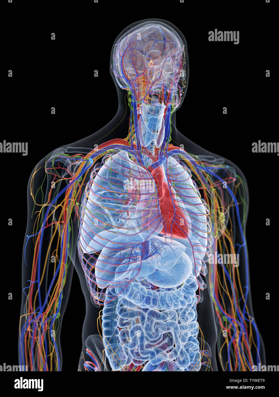 Thorax anatomy hi-res stock photography and images - Alamy