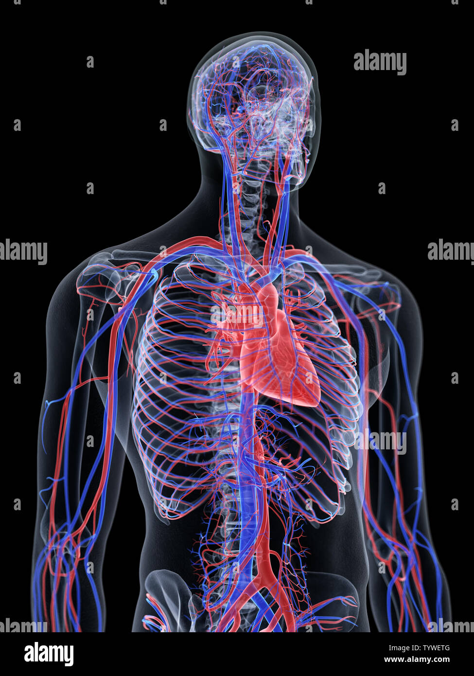 3d rendered medically accurate illustration of the heart and vascular ...